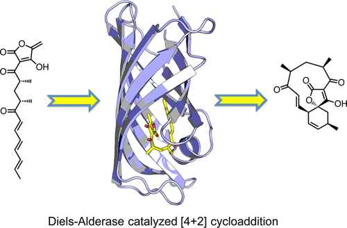 The Catalytic Mechanism of a Natural Diels–Alderase Revealed in ...