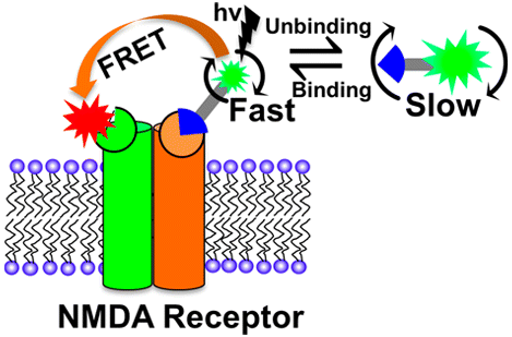 Single-Molecule Patch-Clamp FRET Anisotropy Microscopy Studies of NMDA Receptor Ion Channel ...
