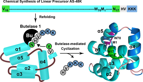 Butelase 1 全合成环状细菌素,Journal of the American Chemical Society - X-MOL