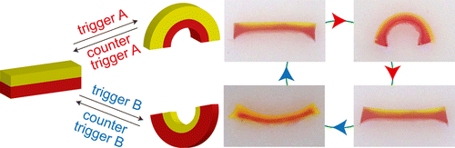 Reversible Modulation of DNA-Based Hydrogel Shapes by Internal Stress ...