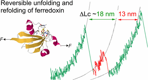 Reversible Unfolding and Folding of the Metalloprotein Ferredoxin ...