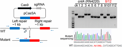 Rapid and Efficient Genome Editing in Staphylococcus aureus by Using an Engineered CRISPR/Cas9 ...