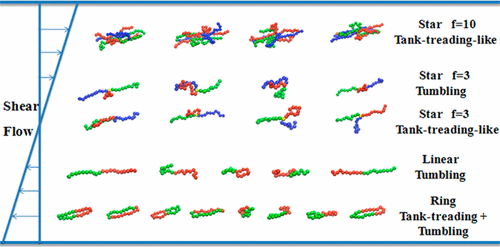 Conformation and Dynamics of Individual Star in Shear Flow and ...