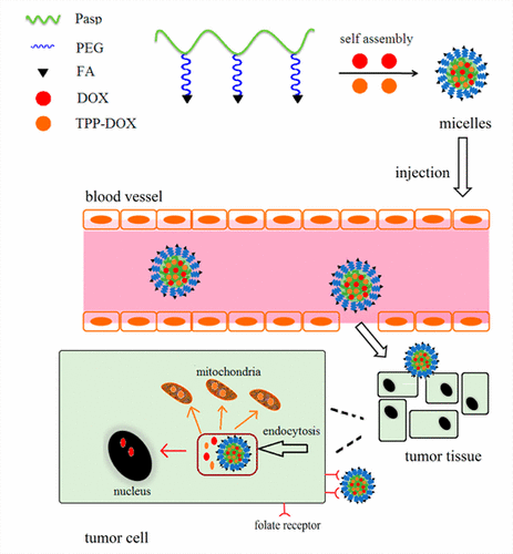 线粒体和核双传递系统克服了DOX耐药性,Molecular Pharmaceutics - X-MOL