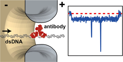 使用固态纳米孔检测沿 DNA 结合的单个蛋白质,Nano Letters - X-MOL