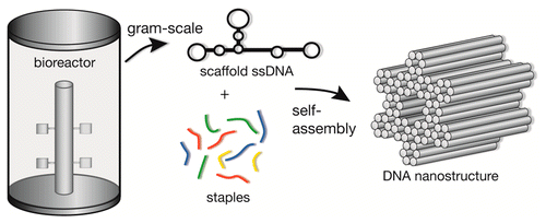 高效生产单链噬菌体 DNA 作为 DNA 折纸的支架,Nano Letters - X-MOL