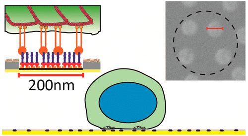 Podosome Formation and Development in Monocytes Restricted by the ...