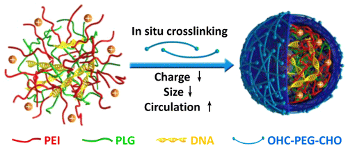 Ultrasensitive pH Triggered Charge/Size Dual-Rebound Gene Delivery ...