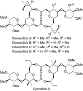 Advances in the synthesis of glycosidic macrolides: clavosolides A–D ...