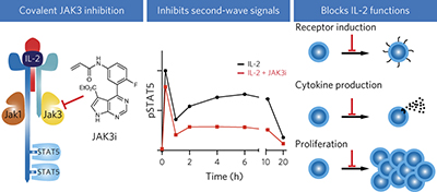 Essential biphasic role for JAK3 catalytic activity in IL-2 receptor ...