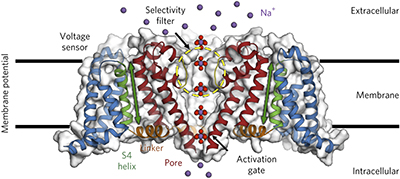 The chemical basis for electrical signaling,Nature Chemical Biology - X-MOL