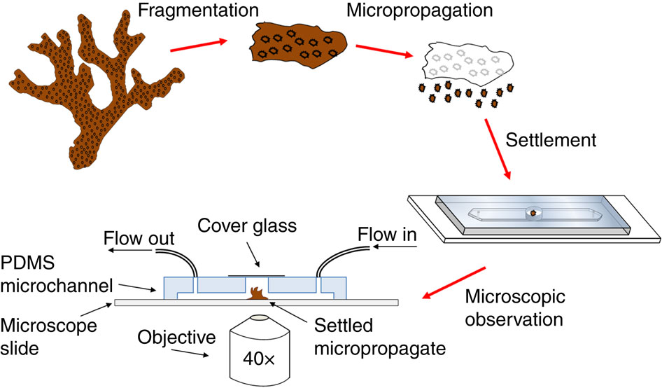 A coral-on-a-chip microfluidic platform enabling live-imaging ...