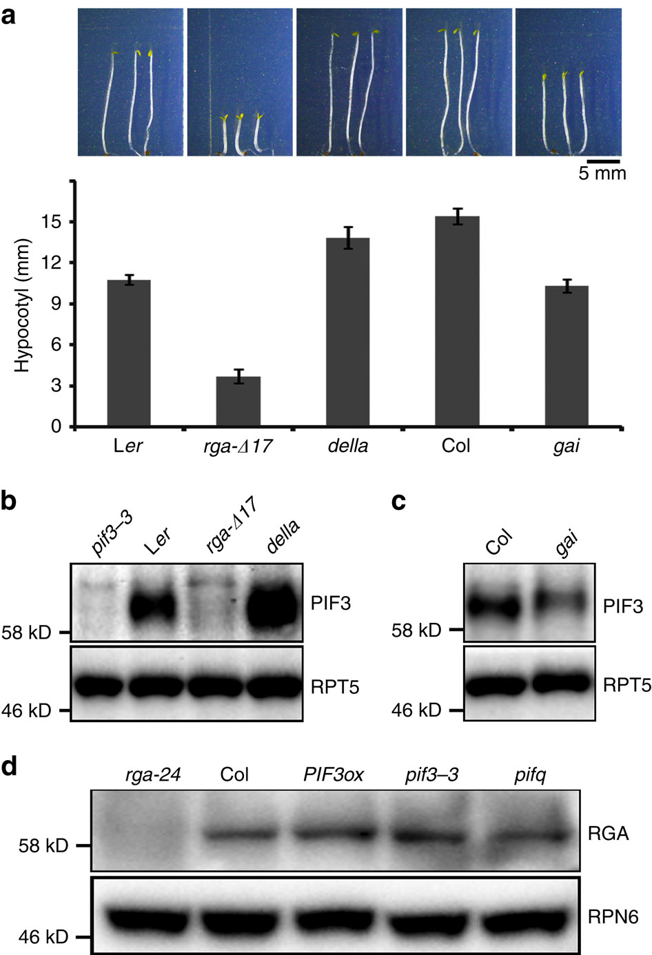 DELLA-mediated PIF degradation contributes to coordination of light and ...
