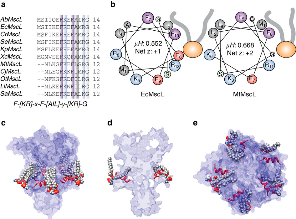 The role of MscL amphipathic N terminus indicates a blueprint for ...