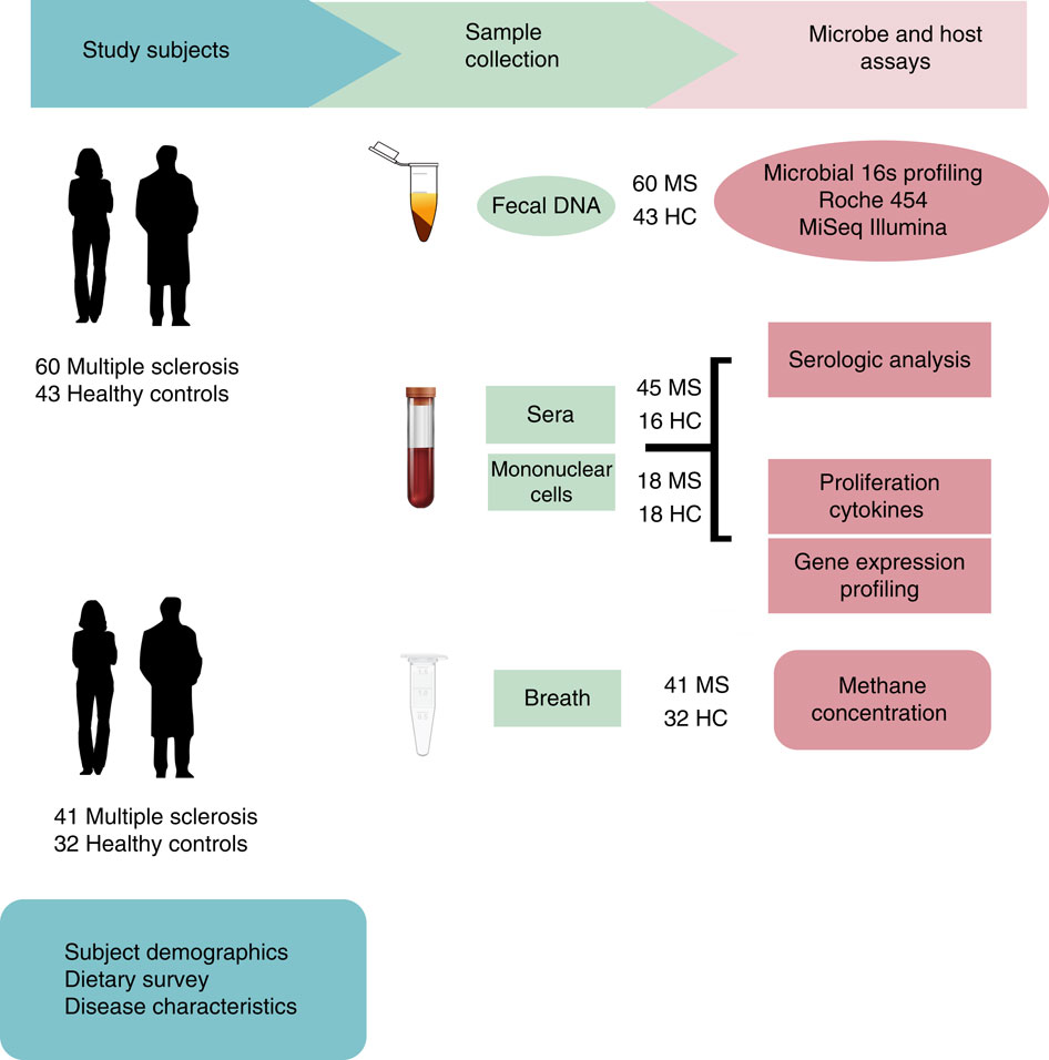 Alterations of the human gut microbiome in multiple sclerosis.,Nature Communications - X-MOL
