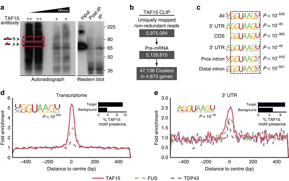 Distinct and shared functions of ALS-associated proteins TDP-43, FUS ...