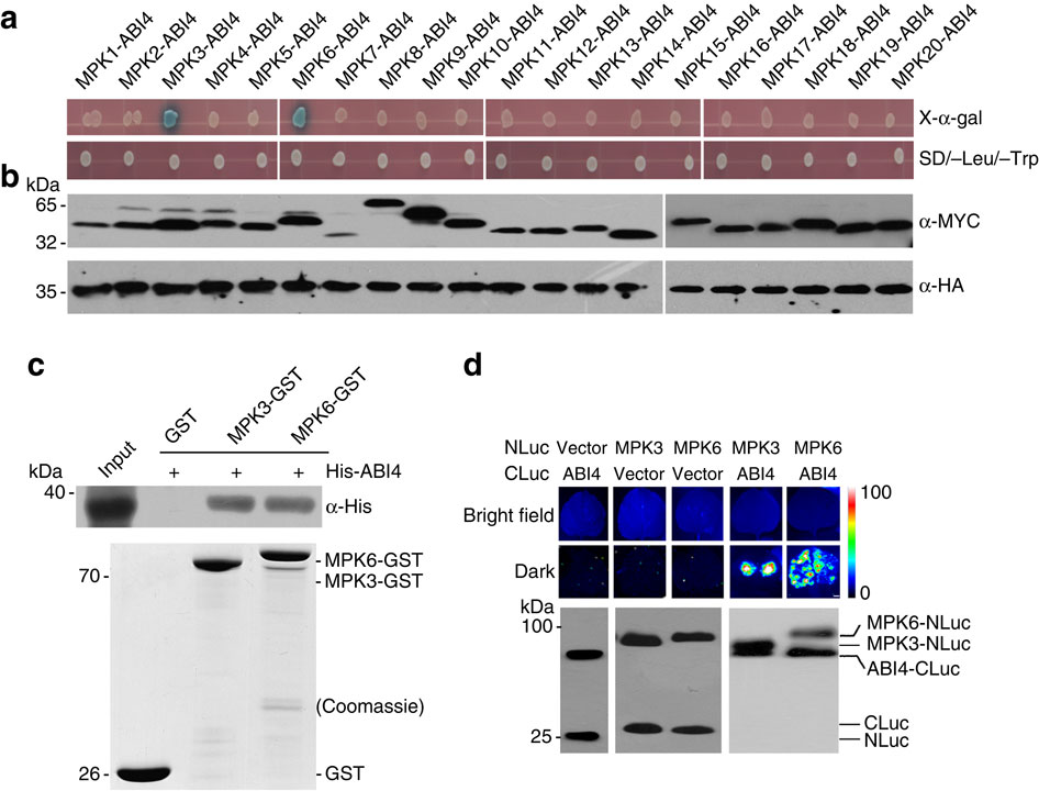 Plastid-nucleus communication involves calcium-modulated MAPK ...