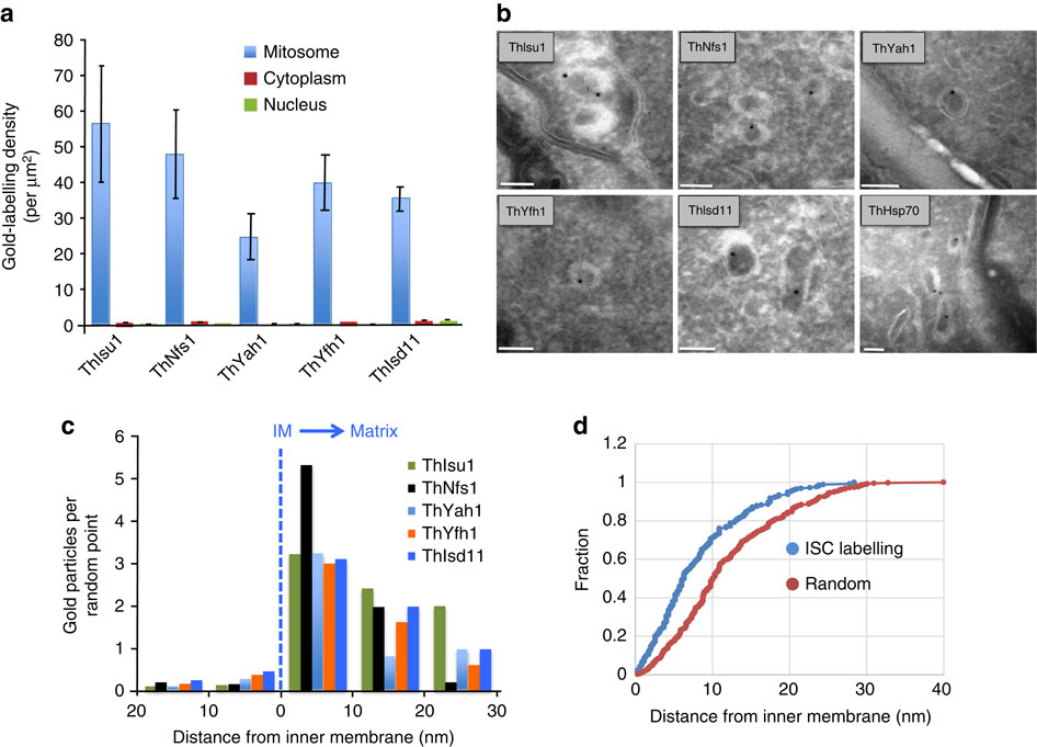 Evolutionary conservation and in vitro reconstitution of microsporidian ...