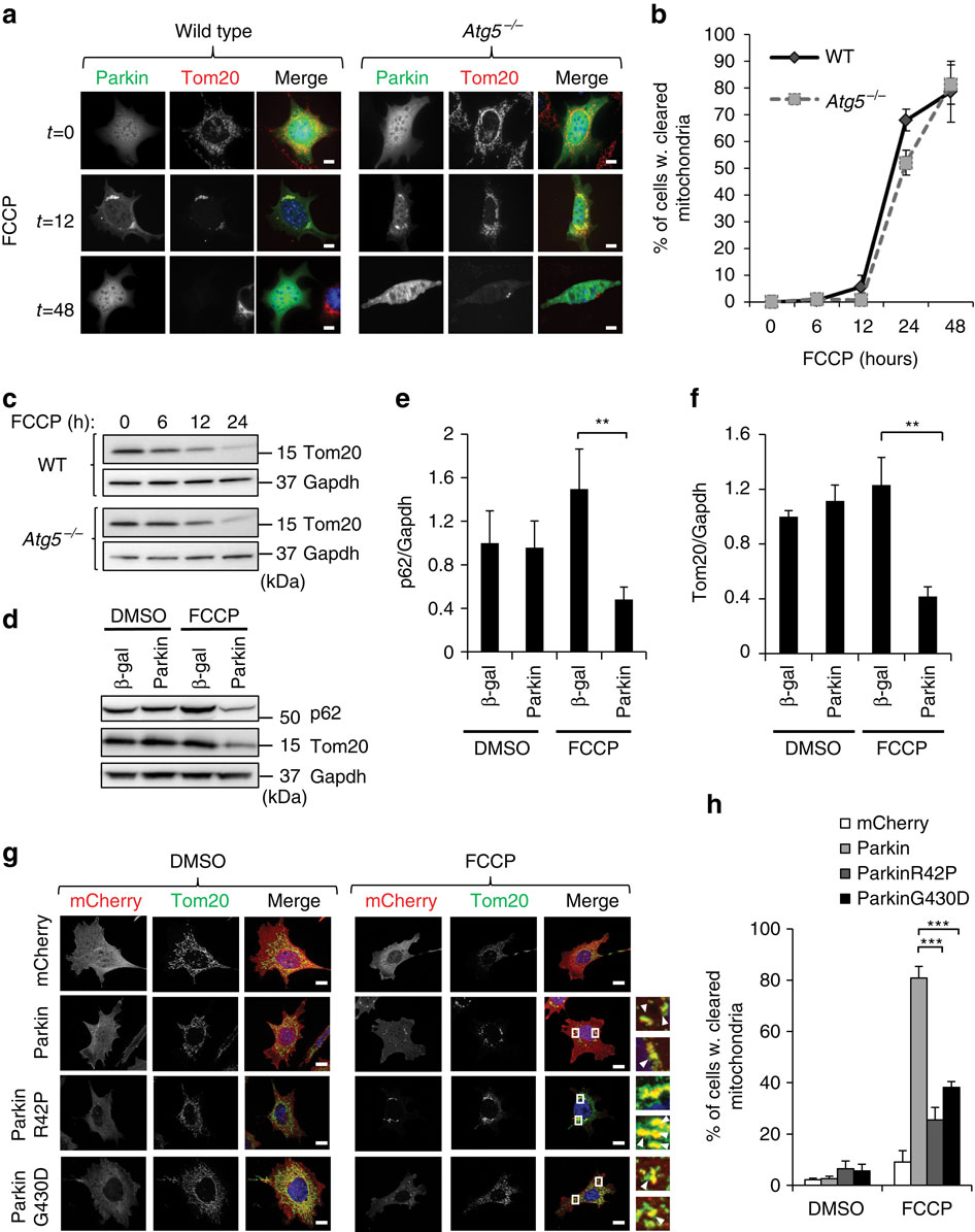 Rab5 内体途径介导 Parkin 依赖性线粒体清除。,Nature Communications - X-MOL