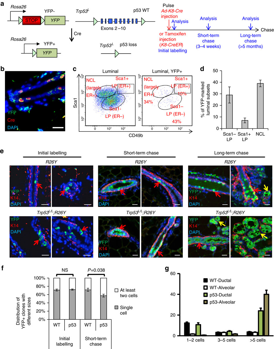 Induced p53 loss in mouse luminal cells causes clonal expansion and ...