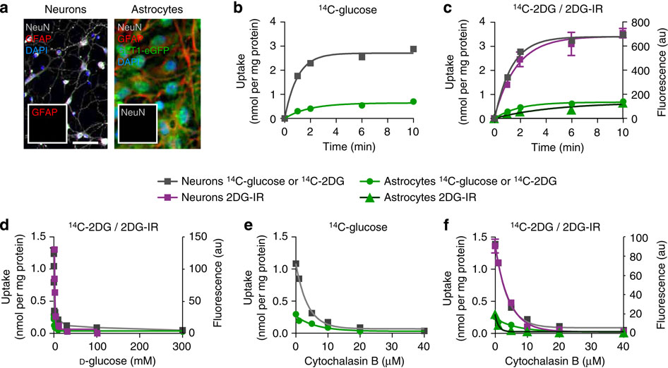 直接神经元葡萄糖摄取预示着大脑代谢中活性依赖的增加。,Nature Communications - X-MOL
