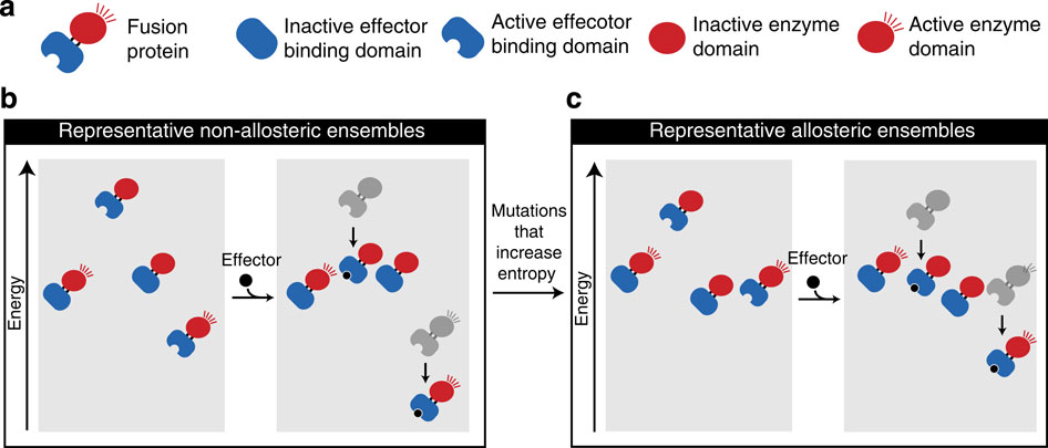 Design of protein switches based on an ensemble model of allostery ...