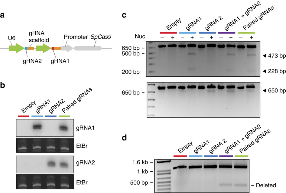 快速高效地一步生成配对 gRNA CRISPR-Cas9 文库。,Nature Communications - X-MOL