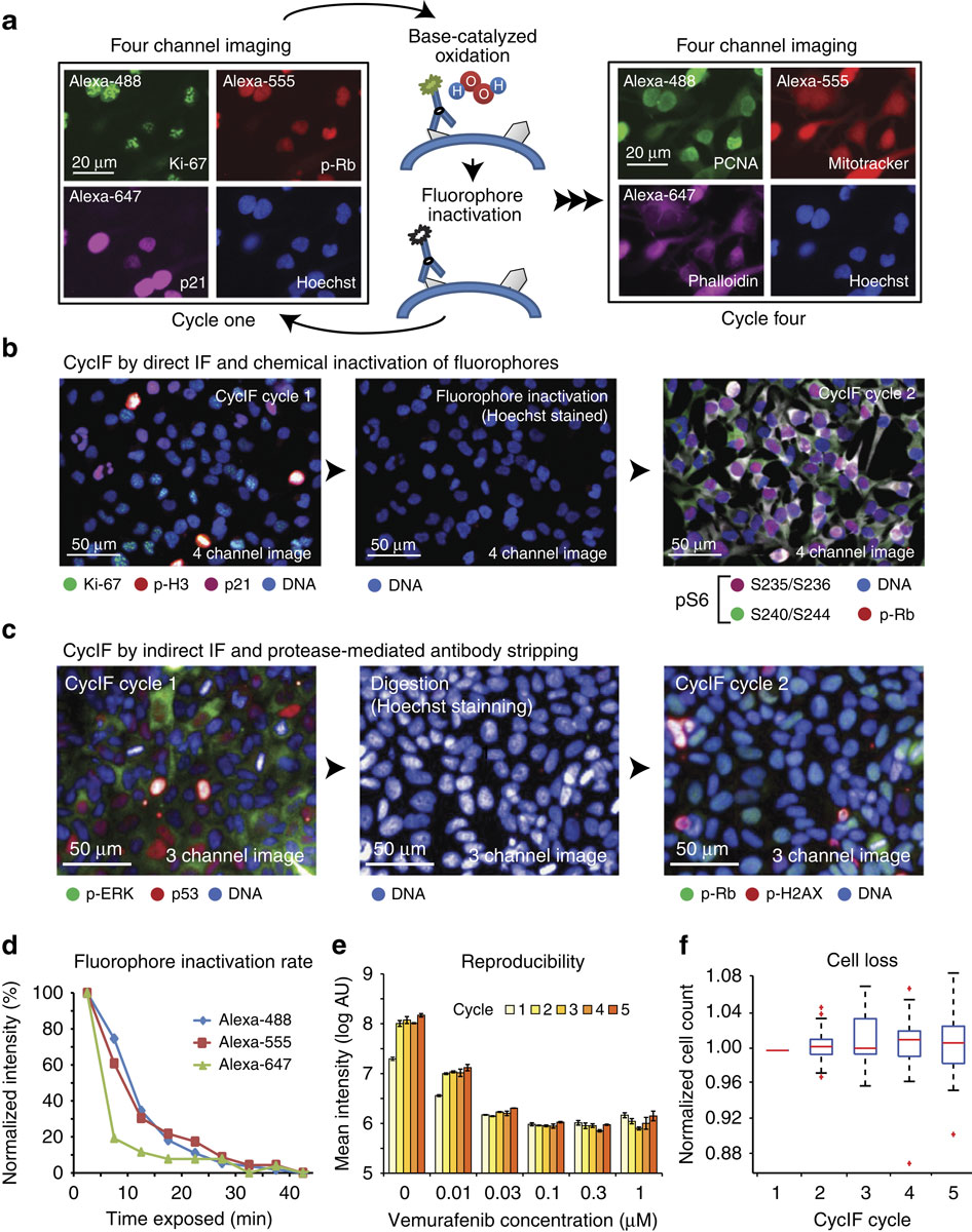Highly multiplexed imaging of single cells using a high-throughput cyclic immunofluorescence ...
