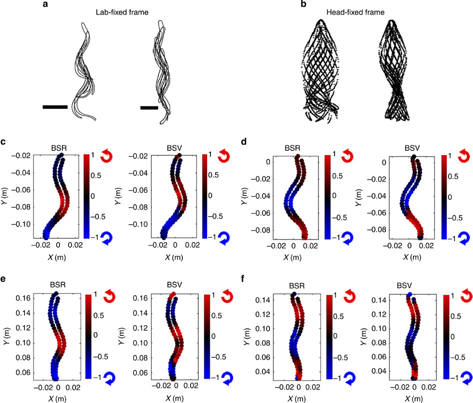 Suction-based propulsion as a basis for efficient animal swimming ...