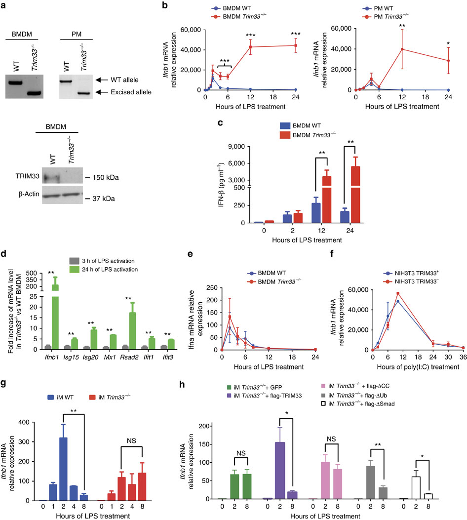 在巨噬细胞激活的后期，TRIM33会关闭Ifnb1基因转录。,Nature Communications - X-MOL
