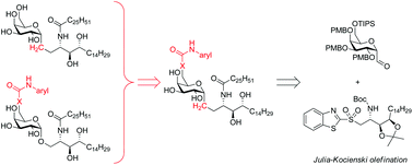 Synthesis of C6′′-modified α-C-GalCer analogues as mouse and human iNKT ...