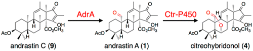 Cytochrome P450 for Citreohybridonol Synthesis: Oxidative ...