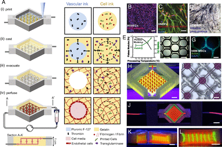 Three-dimensional bioprinting of thick vascularized tissues ...