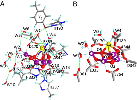 Quantum mechanics/molecular mechanics simulation of the ligand ...