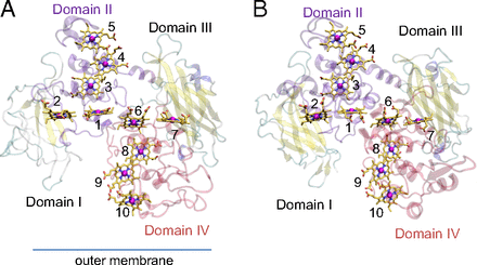 Electron transfer pathways in a multiheme cytochrome MtrF [Chemistry ...