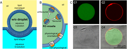 Highly oriented photosynthetic reaction centers generate a proton ...