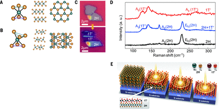 Phase patterning for ohmic homojunction contact in MoTe2,Science - X-MOL