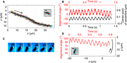 Helical and rod-shaped bacteria swim in helical trajectories with ...