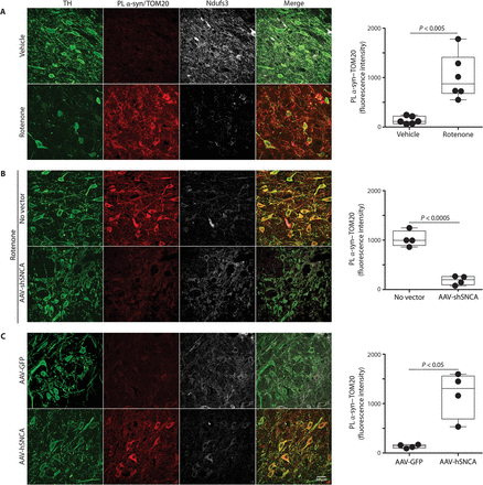 α-突触核蛋白与 TOM20 结合并抑制帕金森病中的线粒体蛋白输入。,Science Translational Medicine - X-MOL
