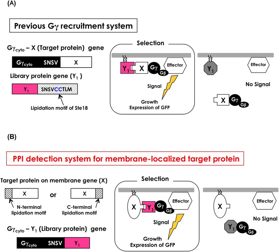 Gγ recruitment systems specifically select PPI and affinity-enhanced candidate proteins that ...