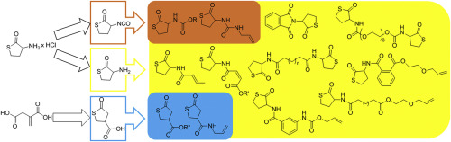 Synthesis of thiolactone building blocks as potential precursors for ...