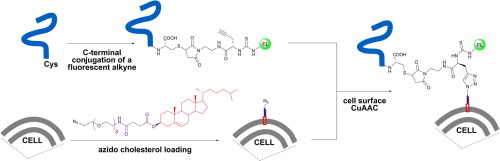 Semisynthesis of membrane-anchored cholesteryl lipoproteins on live ...