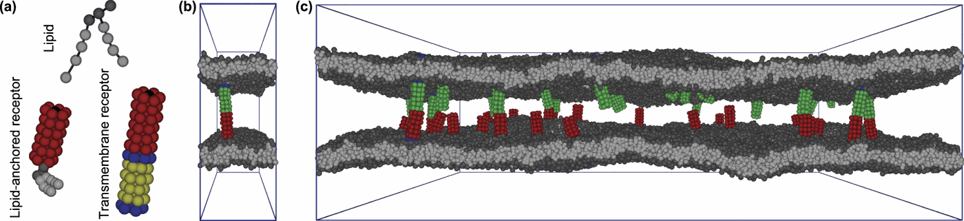 Binding kinetics of membrane-anchored receptors and ligands: Molecular ...