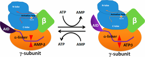 AMP激活的蛋白激酶中依赖核苷酸的变构调控的分子机理。,The Journal of Physical Chemistry B - X-MOL