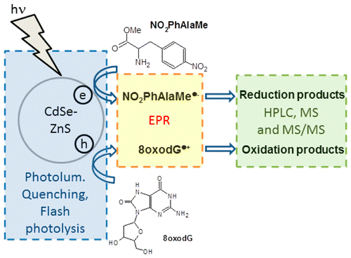 Redox Photocatalysis with Water-Soluble Core–Shell CdSe-ZnS Quantum Dots,The Journal of Physical ...
