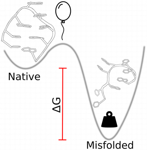 Free Energy Landscape of GAGA and UUCG RNA Tetraloops,The Journal of ...