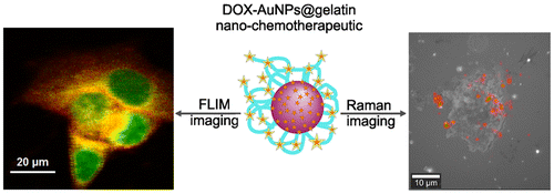 Doxorubicin-Incorporated Nanotherapeutic Delivery System Based on ...