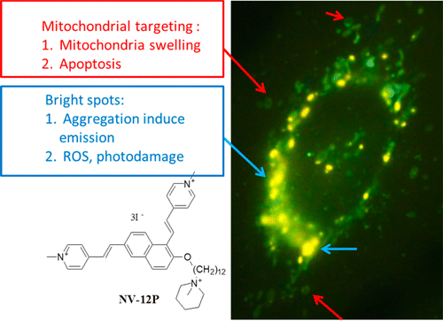 A Dual Anticancer Efficacy Molecule: A Selective Dark Cytotoxicity ...