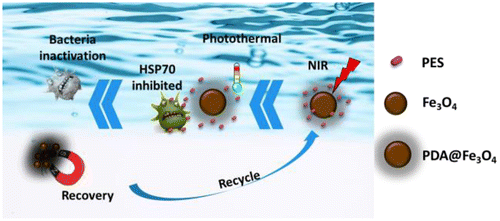Polydopamine-Encapsulated Fe3O4 with an Adsorbed HSP70 Inhibitor for ...
