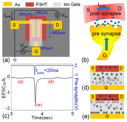 Artificial Synapses Based on in-Plane Gate Organic Electrochemical ...